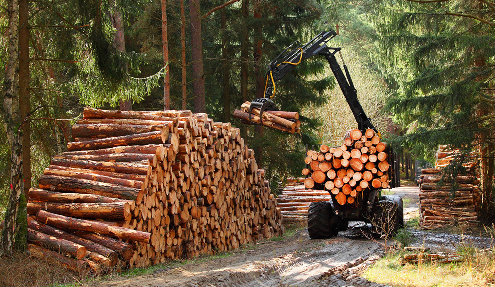 Driving productivity and efficiency through digital forestry solution